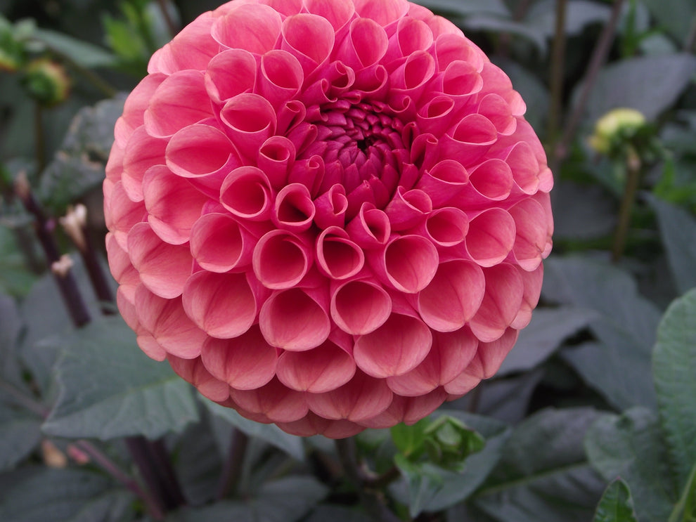 FERNCLIFF RUSTY – Ferncliff Gardens