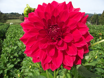 Products – Page 8 – Ferncliff Gardens