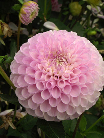 Products – Page 8 – Ferncliff Gardens